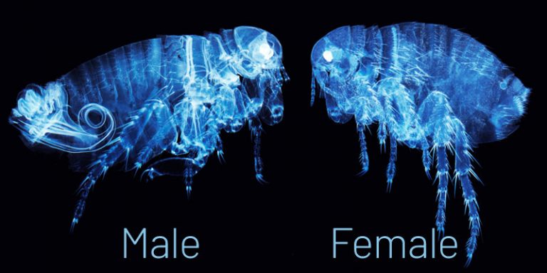 What do Fleas Look Like? - Pictures of Fleas - FleasControl.com